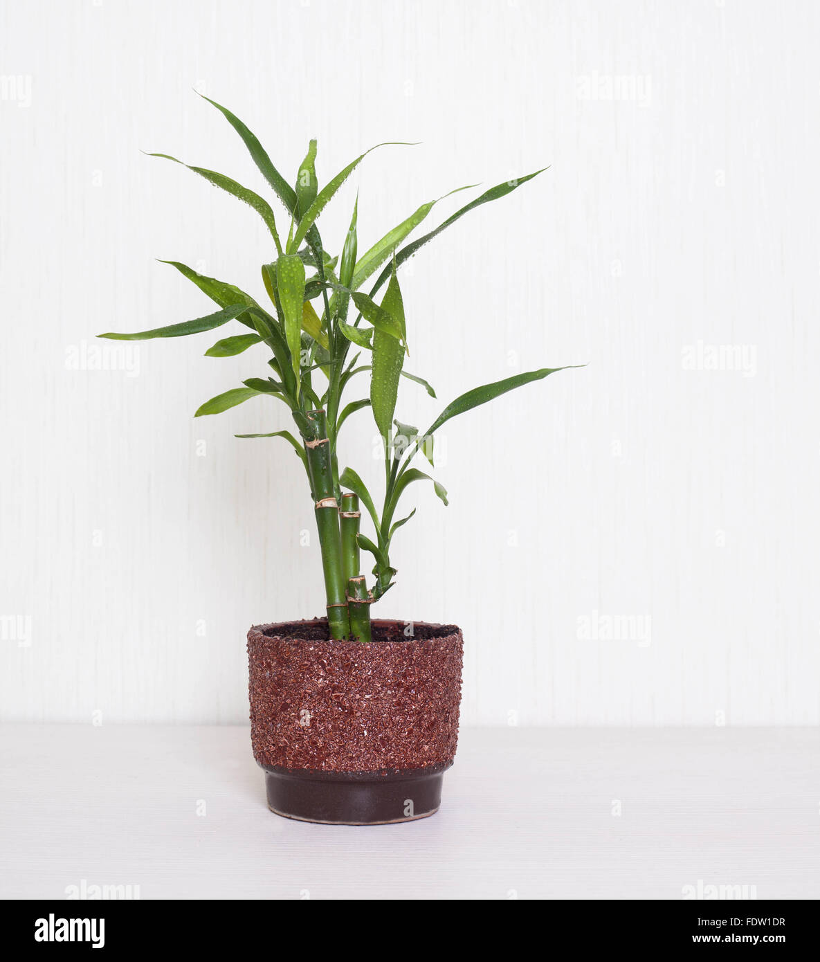 The bamboo plant hi-res stock photography and images - Alamy