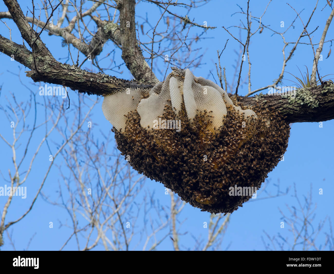 Bee hive on tree branch Stock Photo: 94592340 - Alamy Bee hive on tree branch Stock Photo: 94592340 - Alamy