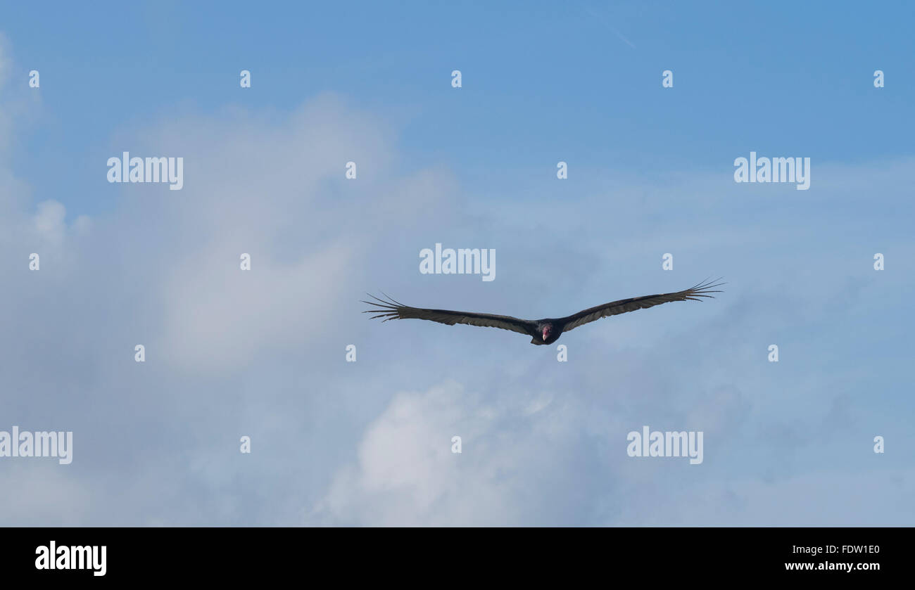 Turkey Vulture in flight Stock Photo - Alamy
