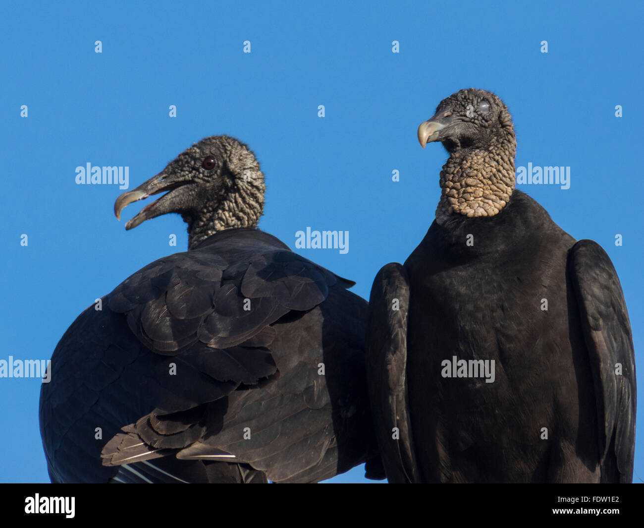 two black vultures Stock Photo - Alamy