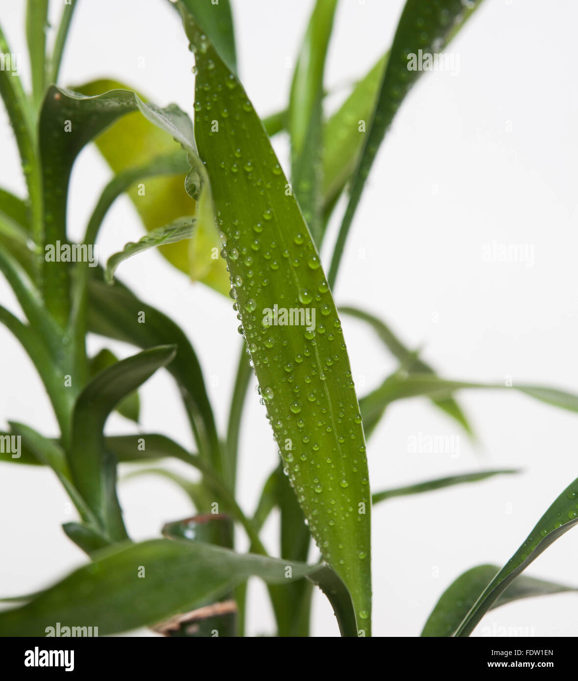 The bamboo plant hi-res stock photography and images - Alamy