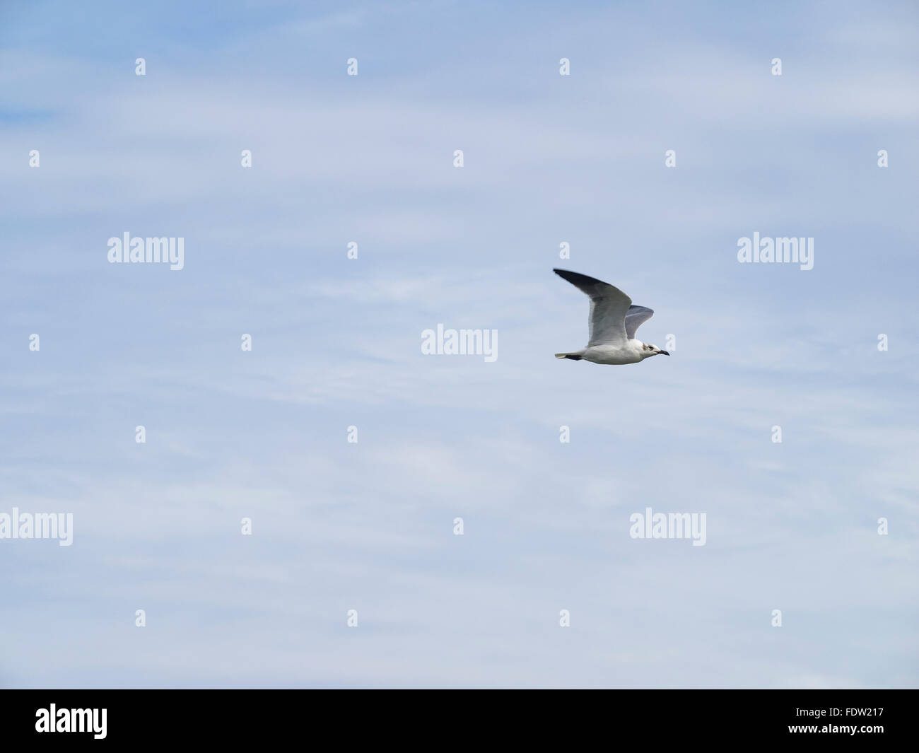 Gull in flight Stock Photo - Alamy