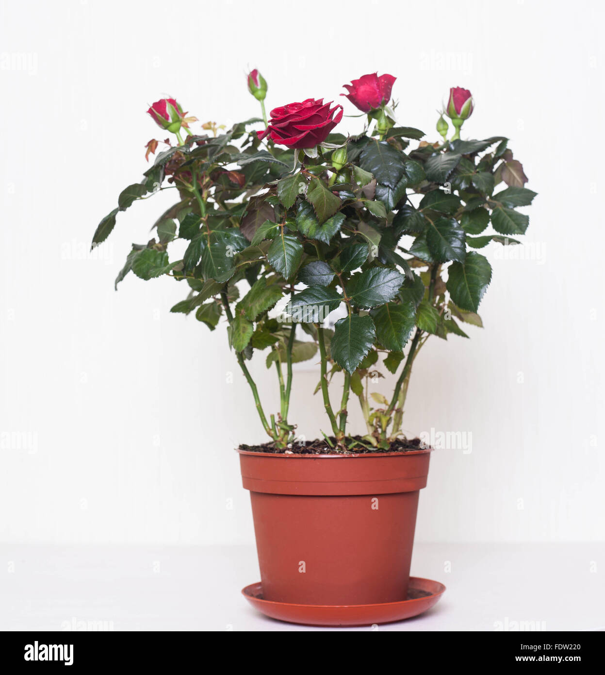 Red rose flower pot hi-res stock photography and images - Alamy