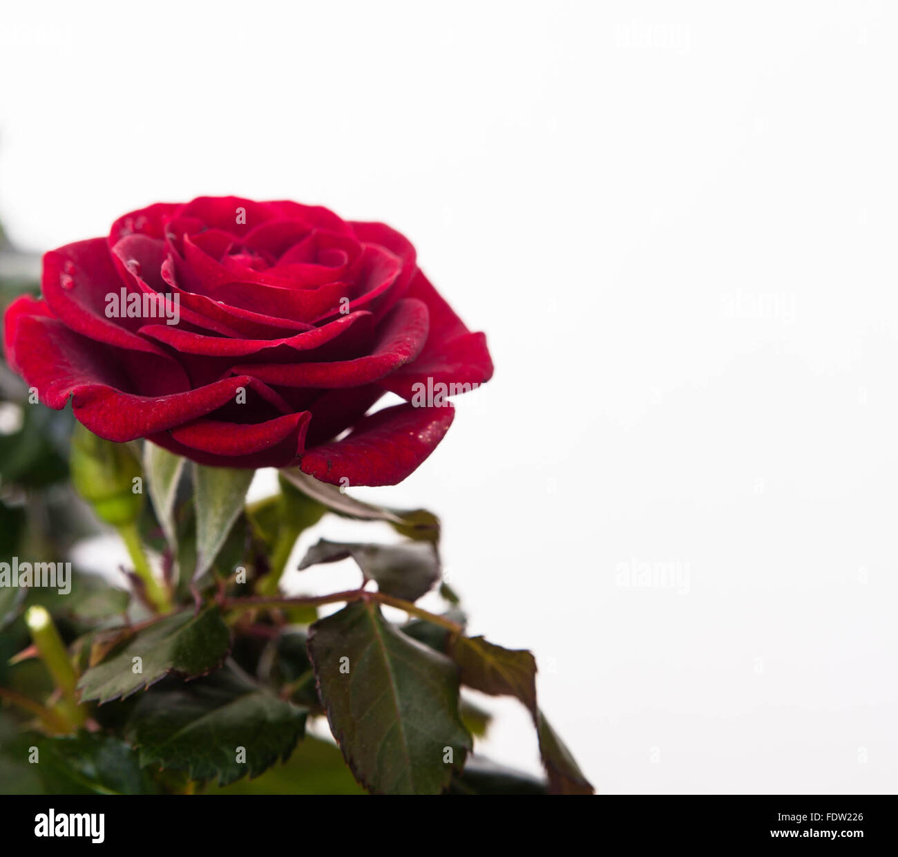 White rose bud dew hi-res stock photography and images - Alamy