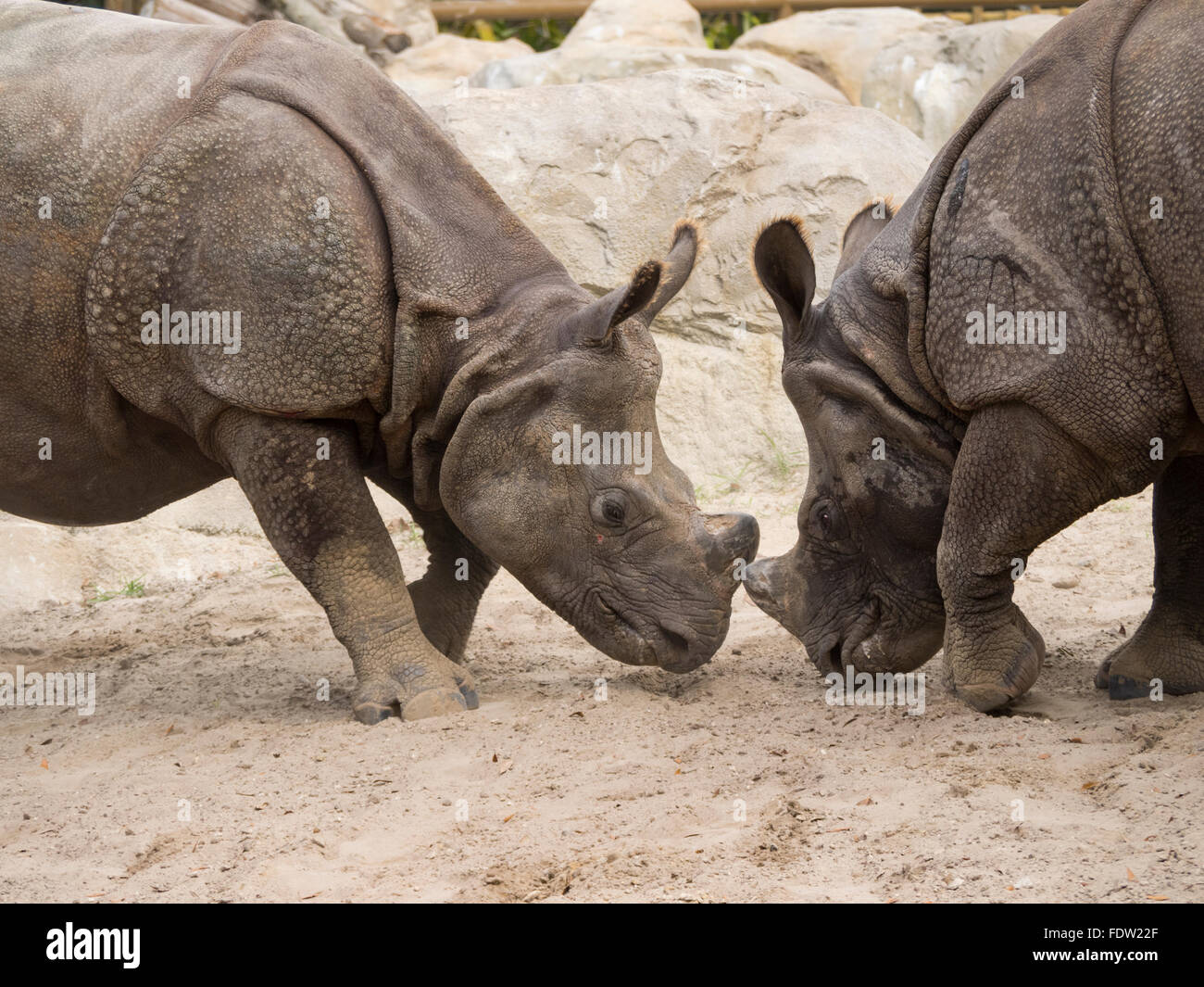 Two rhinoceros playing Stock Photo - Alamy