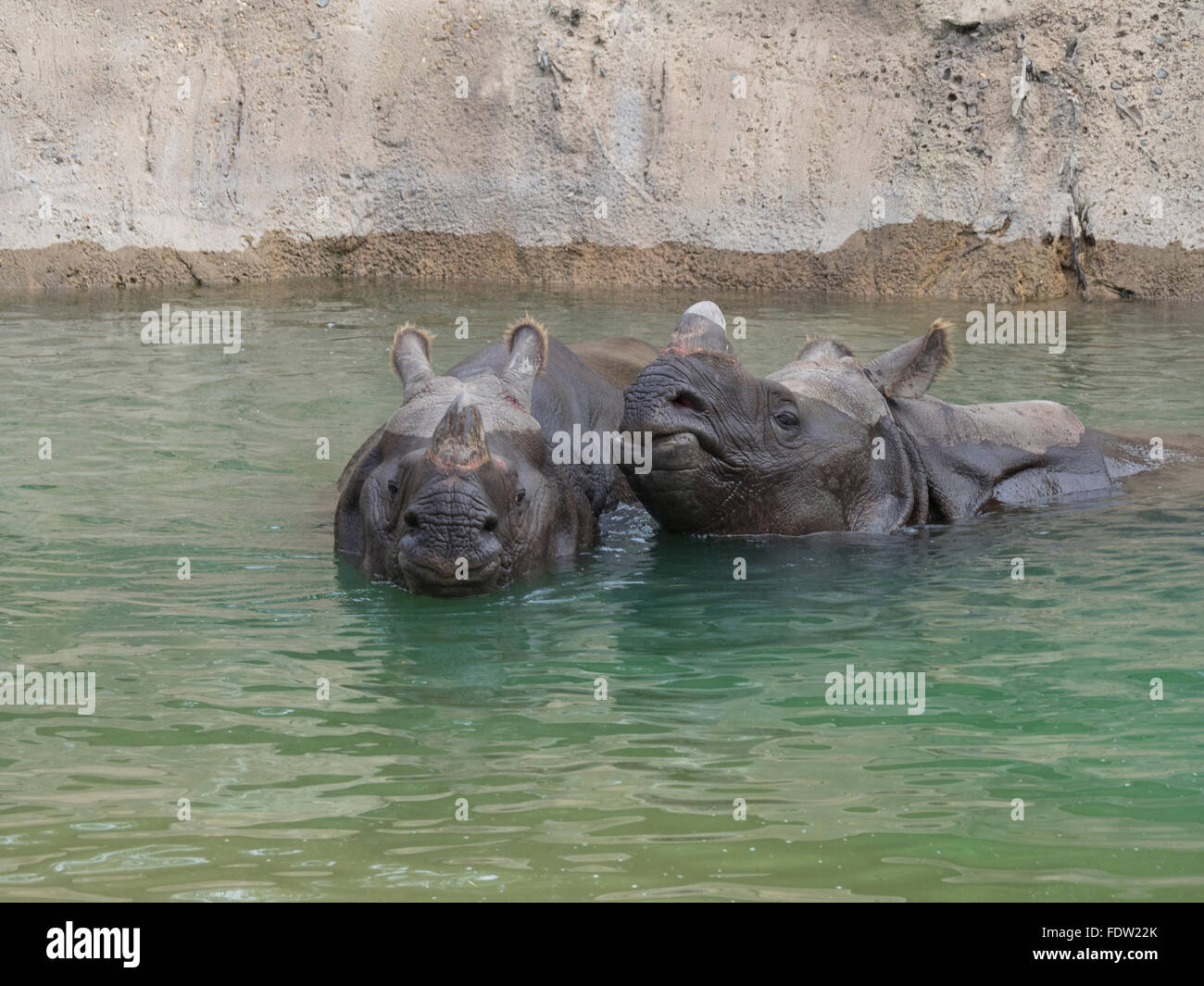 Two rhinoceros playing Stock Photo - Alamy