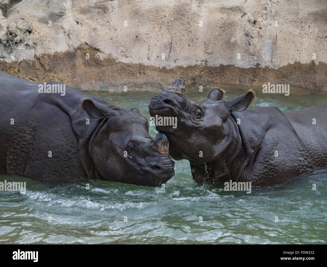 Two rhinoceros playing Stock Photo - Alamy