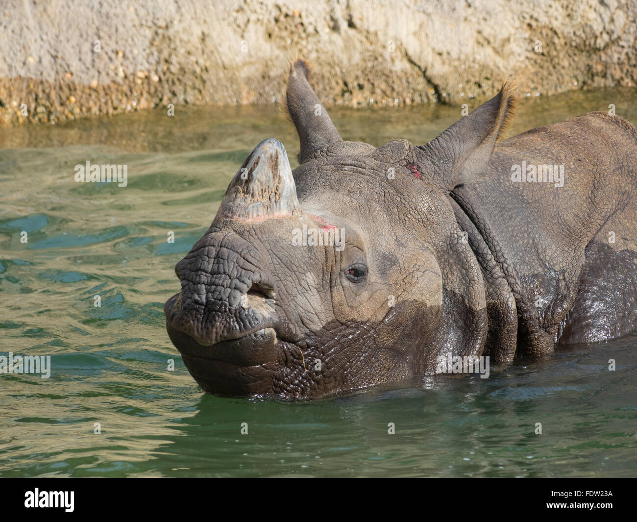 Rhino In Water High Resolution Stock Photography and Images - Alamy