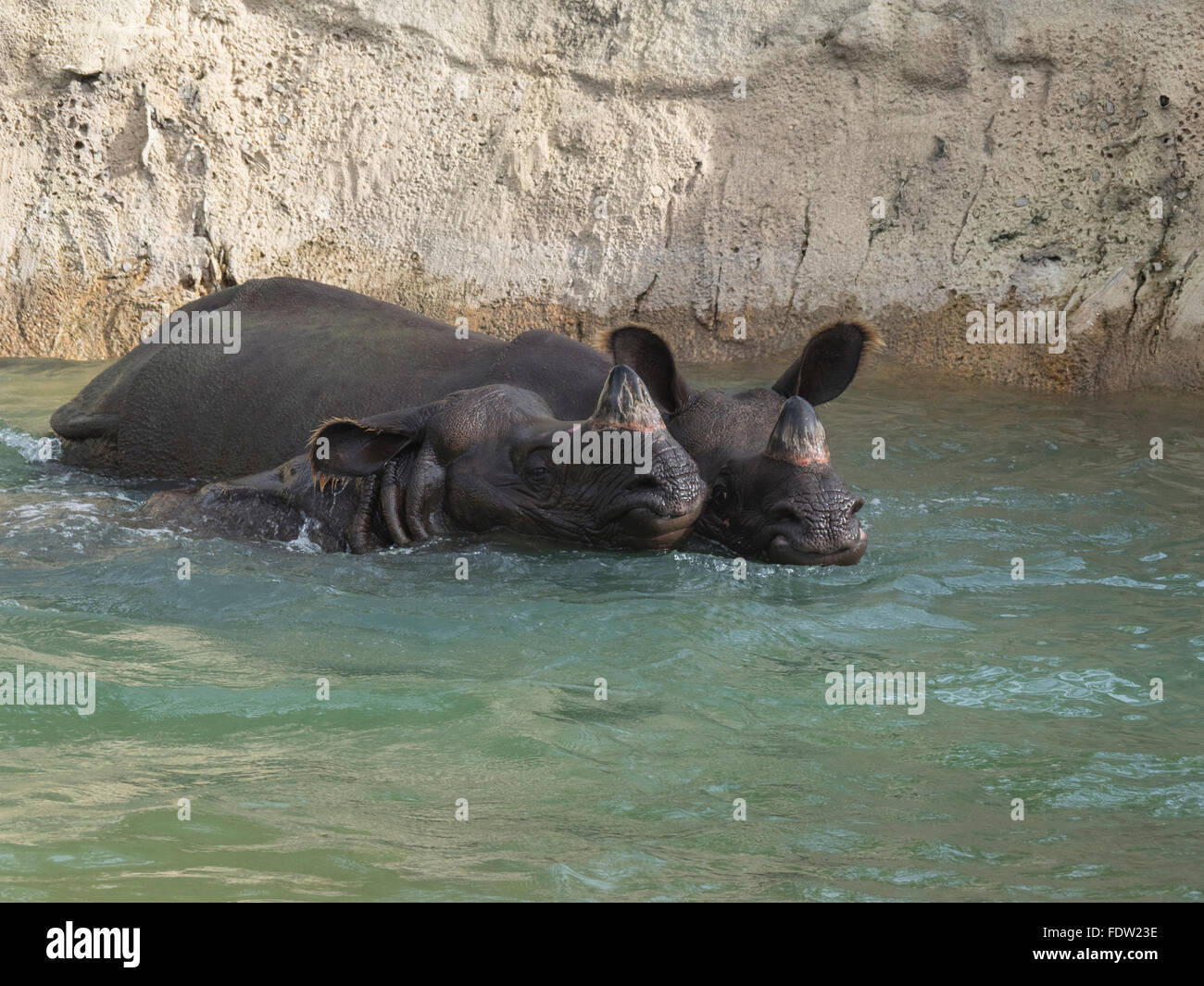 Two rhinoceros playing Stock Photo - Alamy