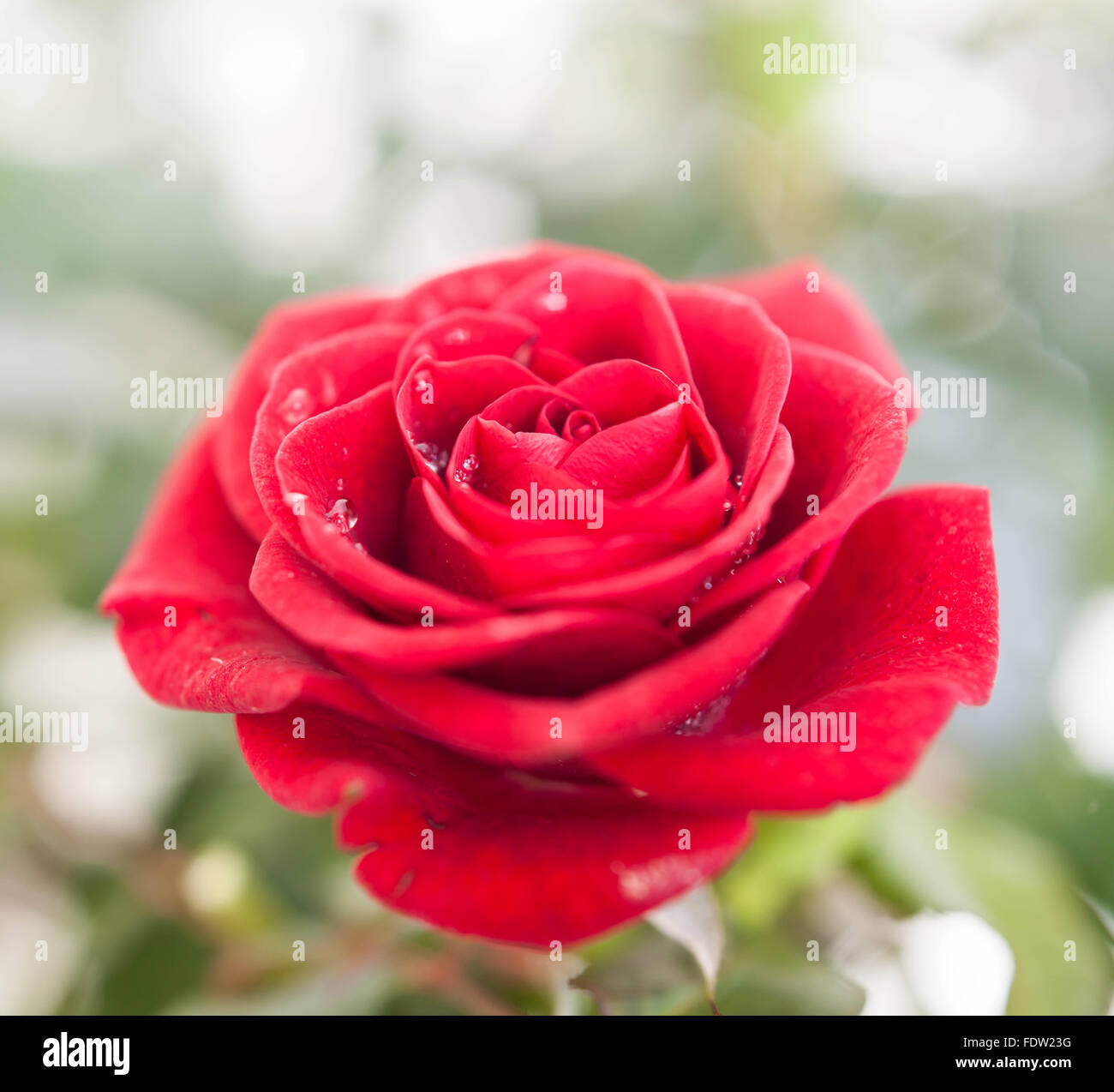 A red rose Stock Photo - Alamy