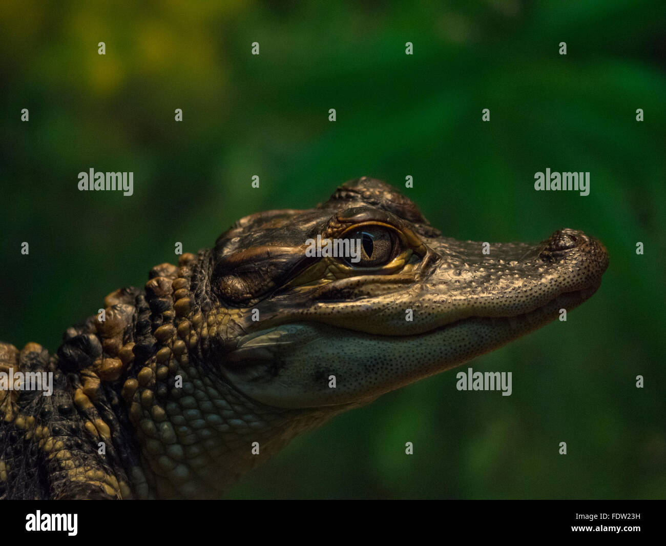 Small American Alligator Stock Photo - Alamy