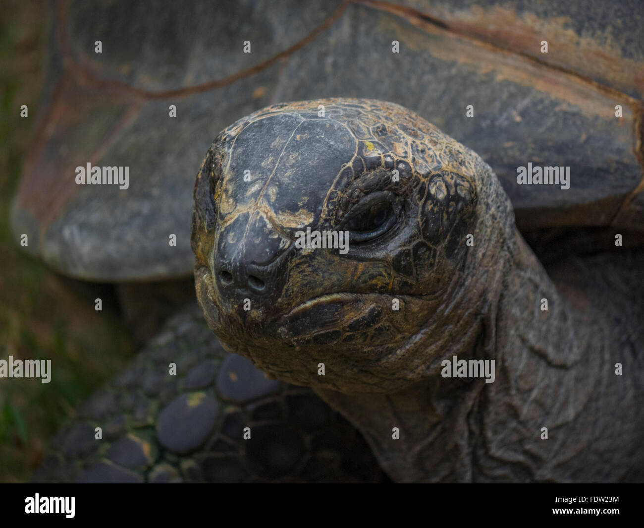 Close up of Tortoise Stock Photo - Alamy