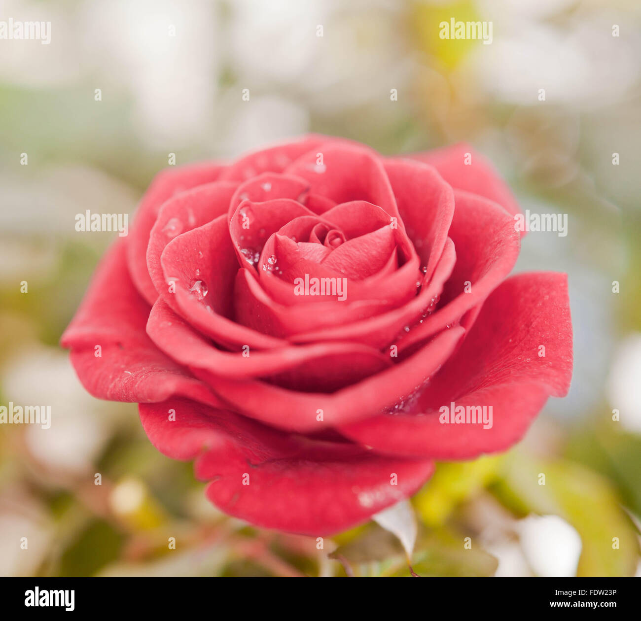 A red rose Stock Photo - Alamy