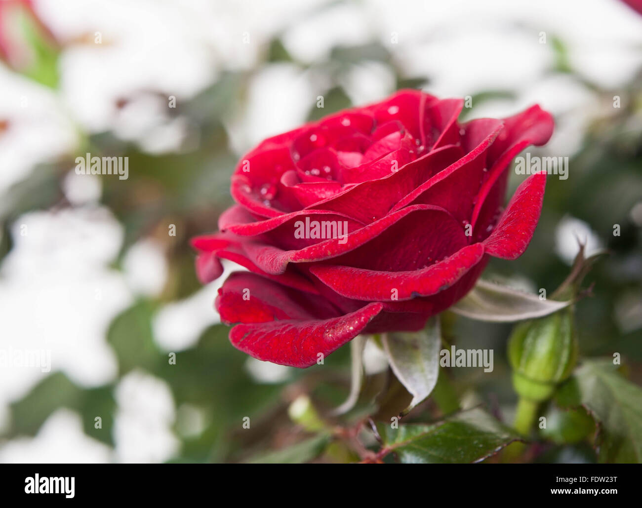 A red rose Stock Photo - Alamy