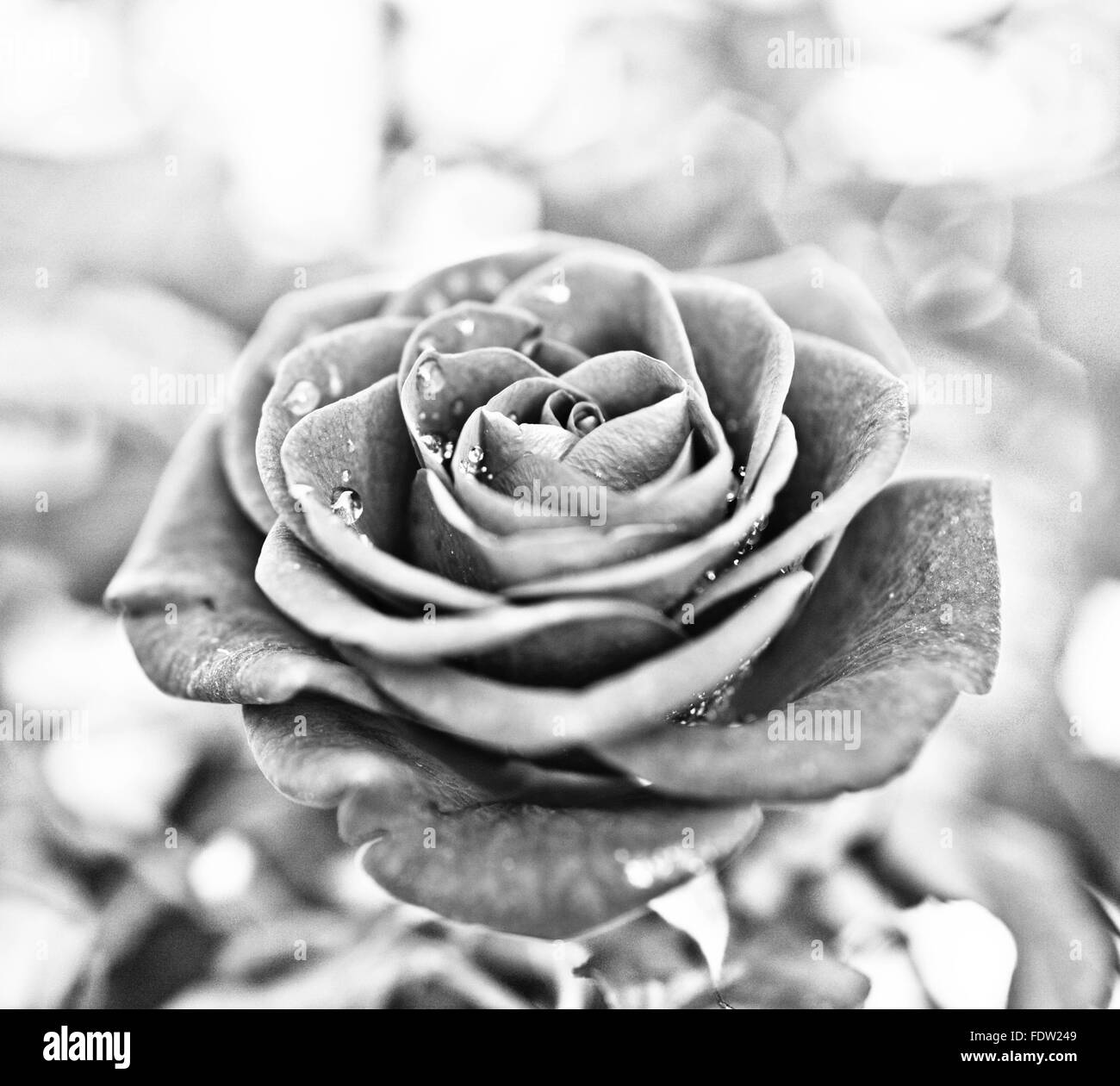 Top view white rose flower Black and White Stock Photos & Images - Alamy