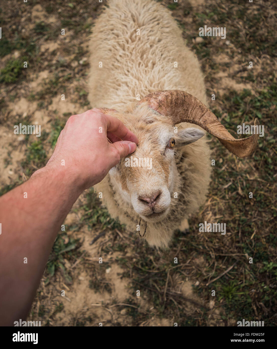 little BIG sheep Stock Photo - Alamy