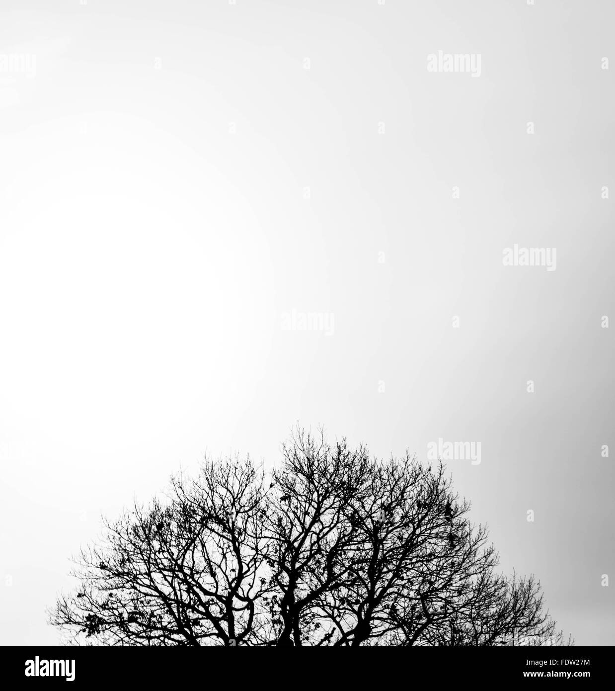 Tree black hi-res stock photography and images - Alamy