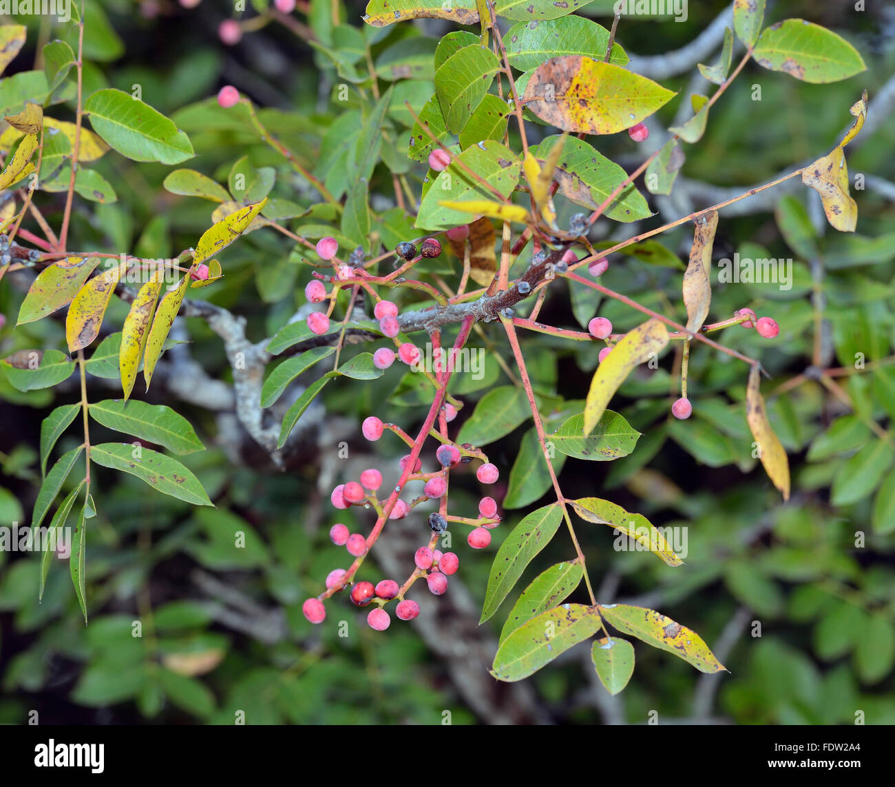 Turpentine tree fruit hi-res stock photography and images - Alamy