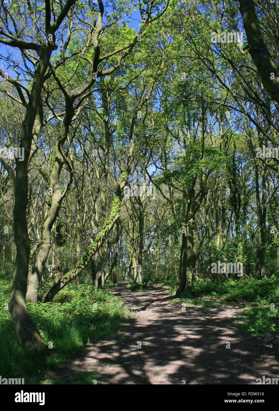 Coppice england hi-res stock photography and images - Alamy
