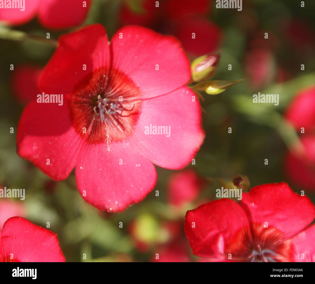 Linum grandiflorum, Red flax, scarlet flax, flowering flax, ornamental ...