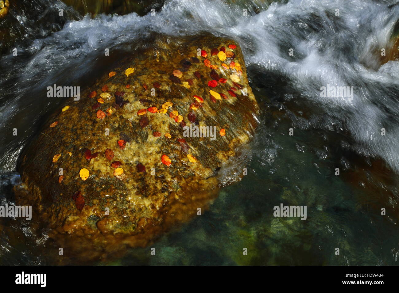 Colorful red and orange leaves adorn a boulder as the water of Cascade ...