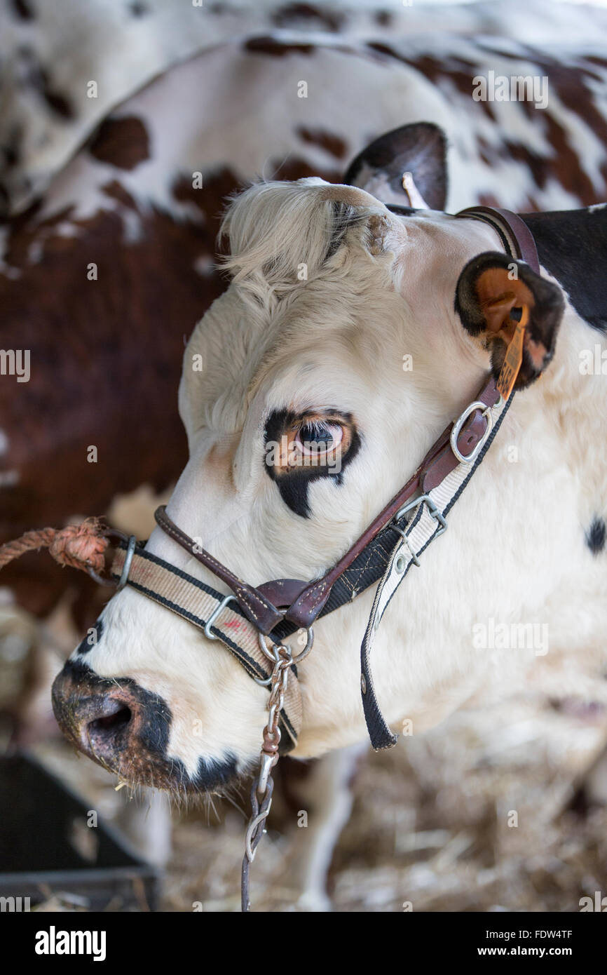 Brown and white cow snout close up , sadness, anger farmers Stock Photo ...