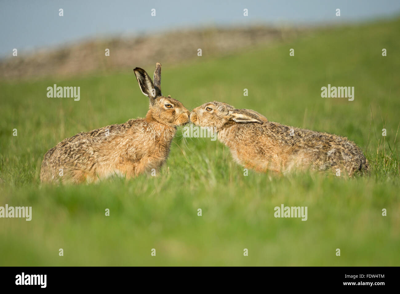European Brown Hares, Male and Female adults bonding during courtship ...