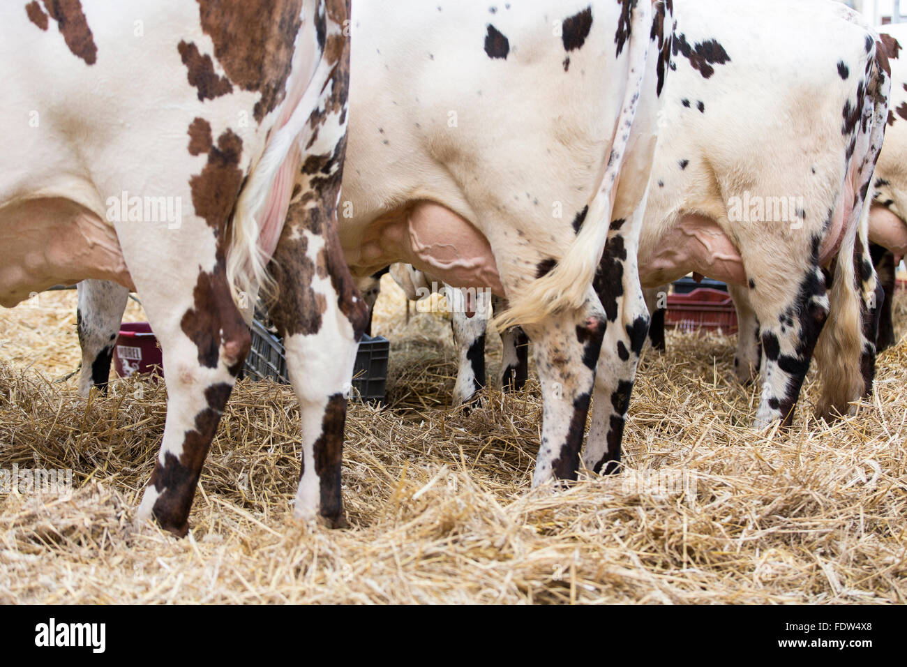 Brown and white cow snout close up , sadness, anger farmers Stock Photo ...