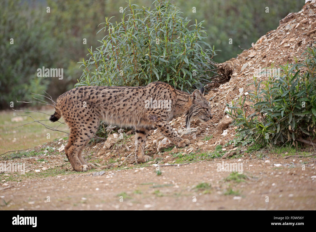 Male lynx hi-res stock photography and images - Alamy