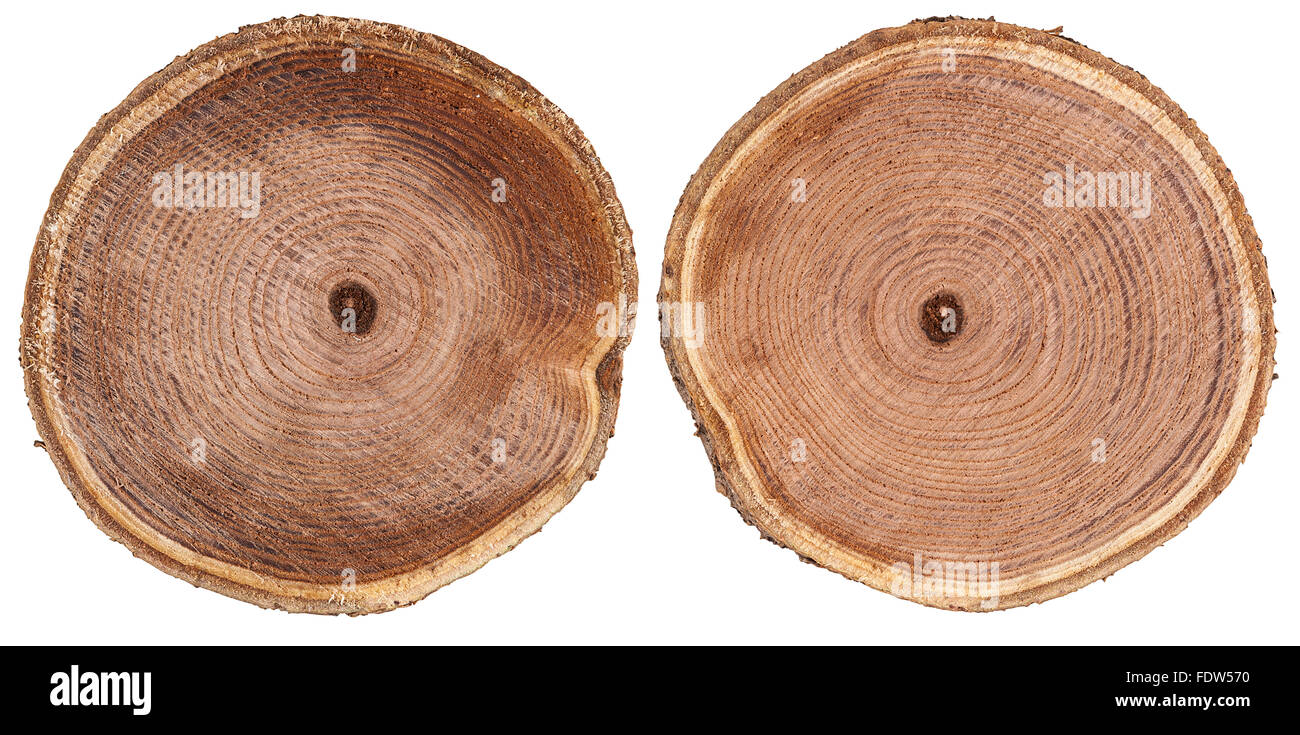 Round cut down tree with annual rings texture background Stock Photo ...