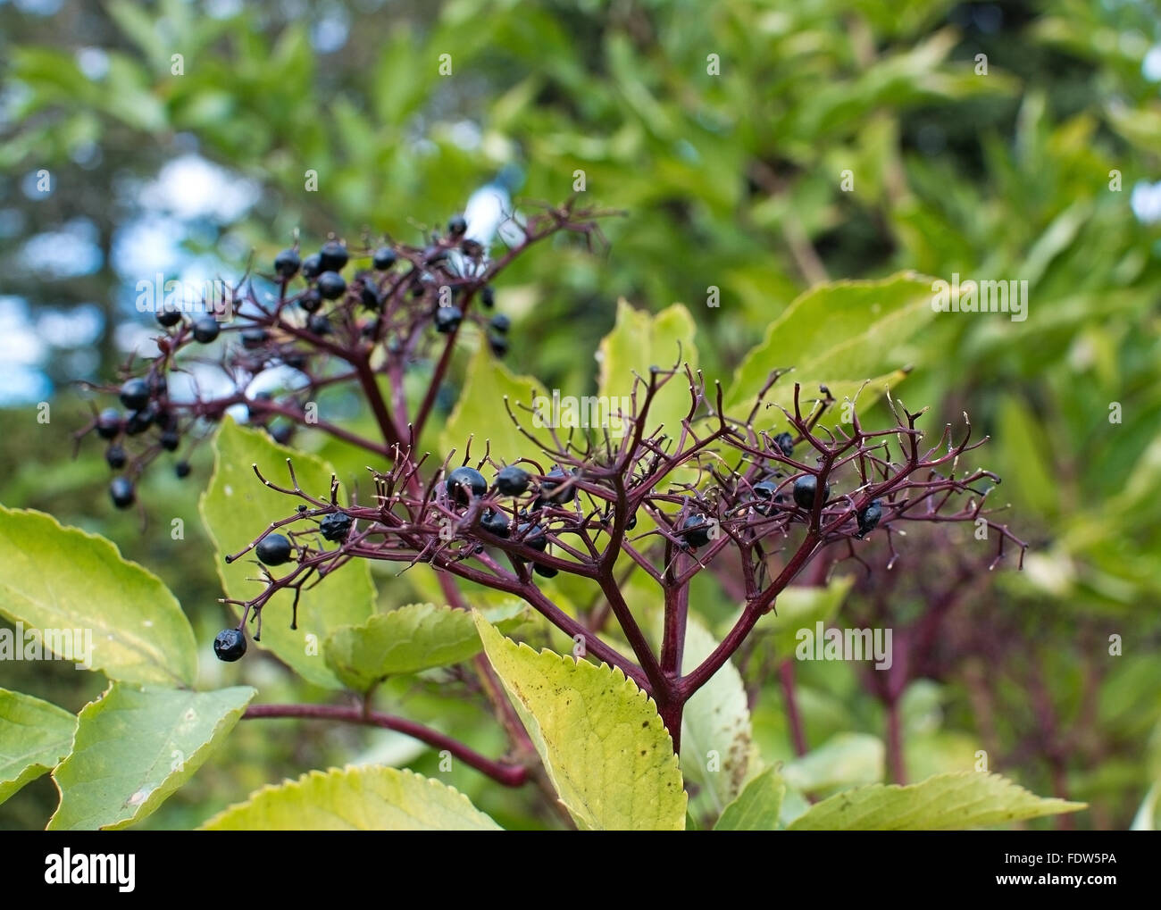 Black elder sambucus hi-res stock photography and images - Alamy
