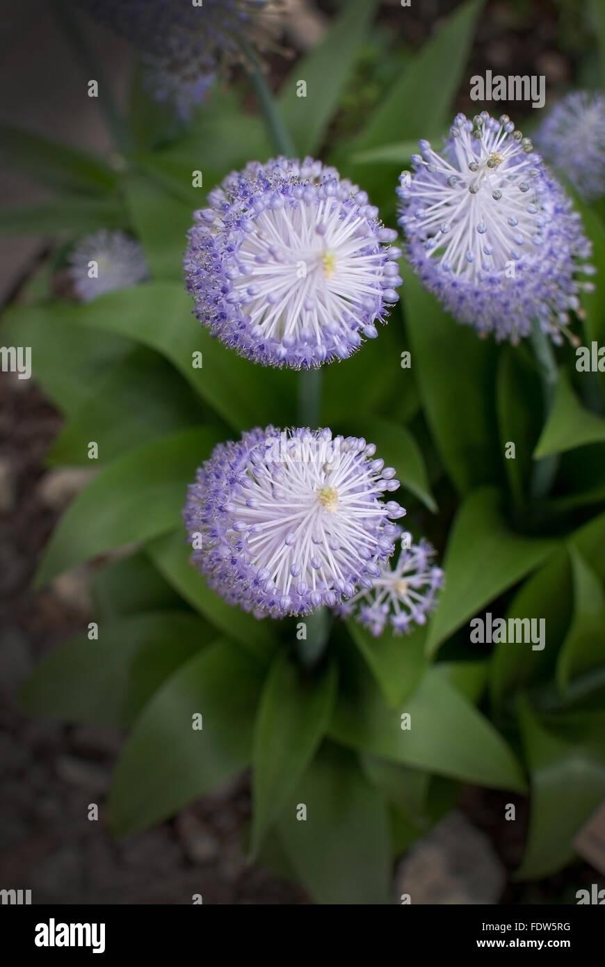 Purple flowers Scilla peruviana Peruvian Lily, Spain Stock Photo - Alamy
