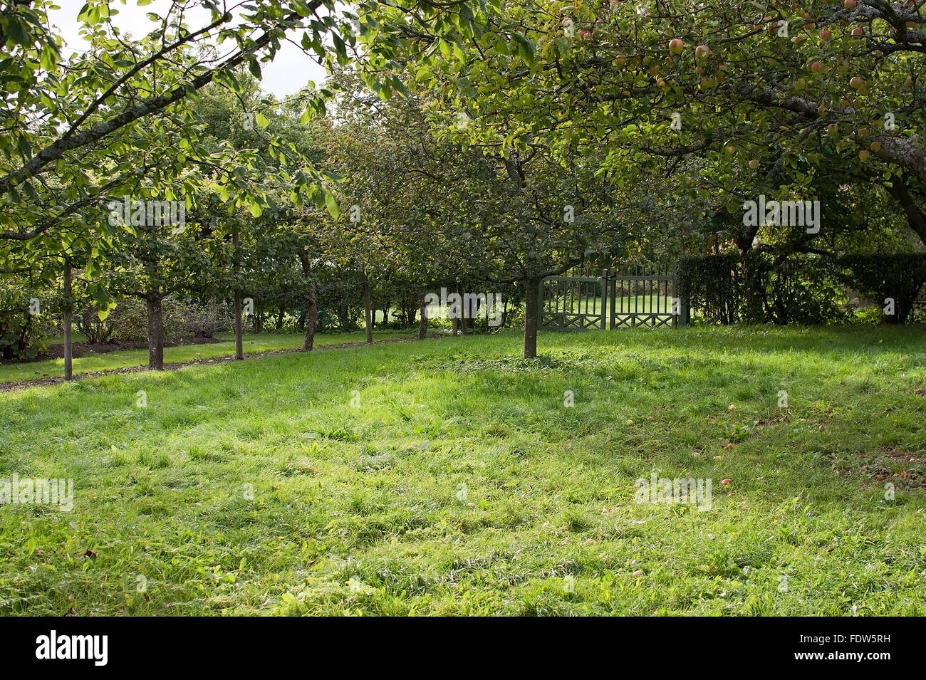 Green open space garden with metal gate, grass lawn and apple trees in ...