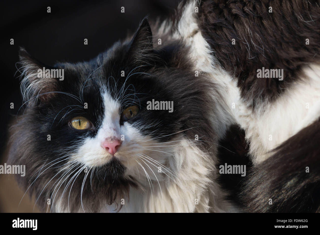 Soft black cat hi-res stock photography and images - Alamy