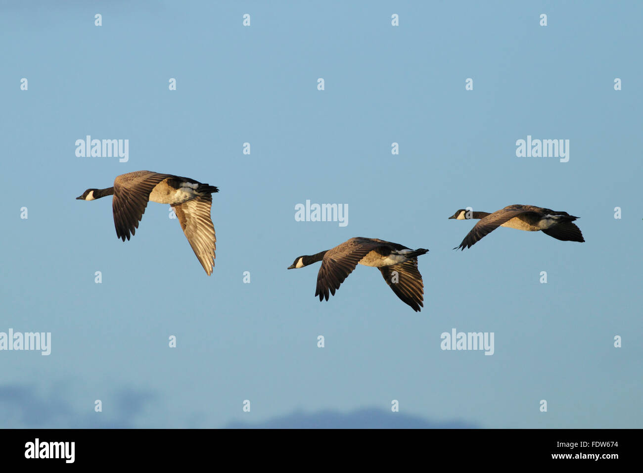 Canada Goose (Branta canadensis) introduced species, three adults, in ...