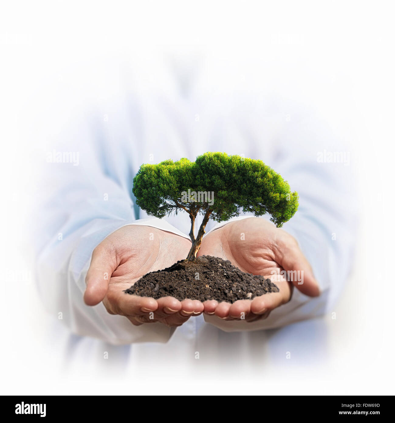 Hand natural tree ground Cut Out Stock Images & Pictures - Alamy