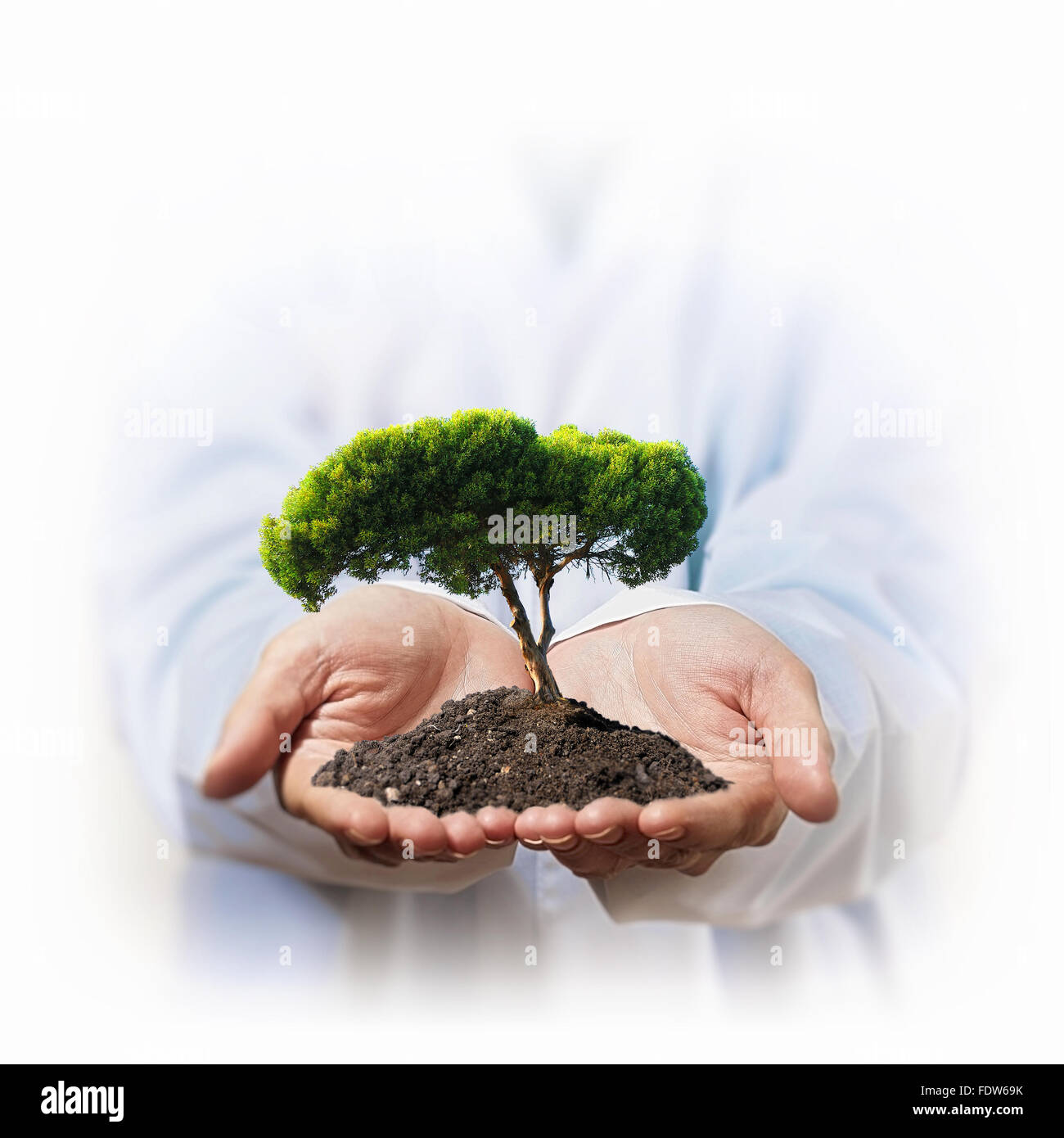 Green tree in forest Cut Out Stock Images & Pictures - Alamy