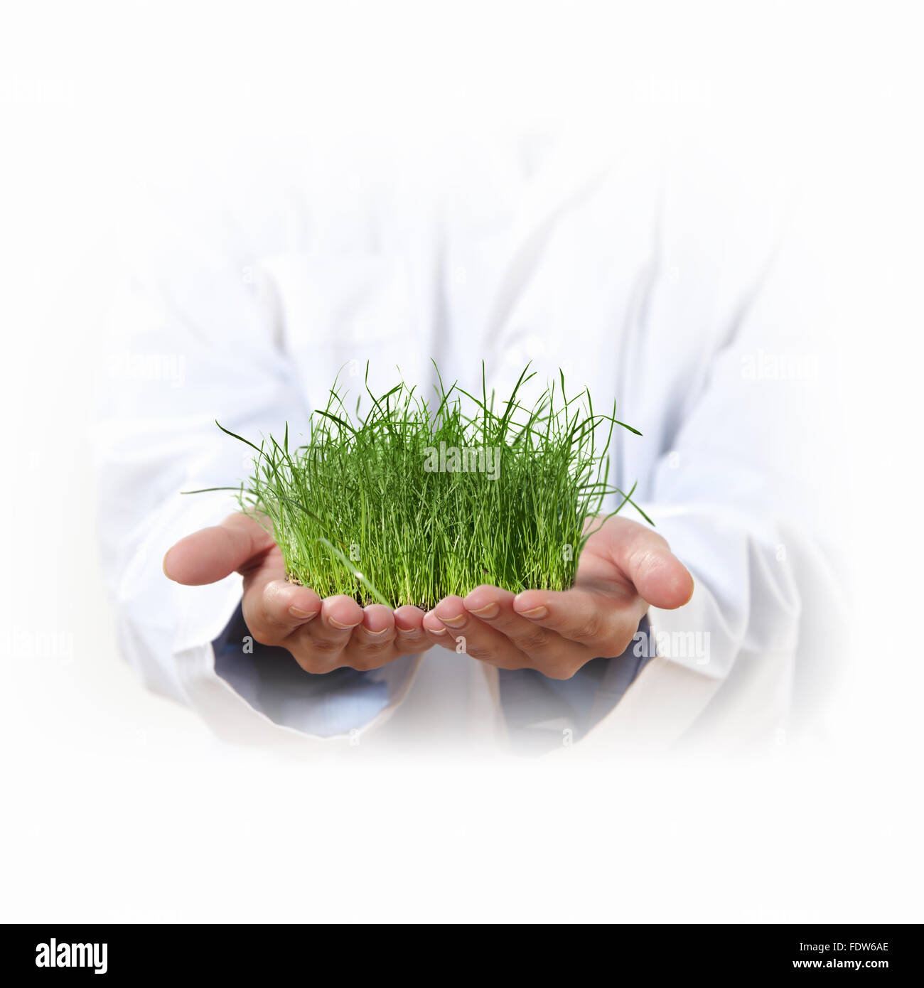 Hands holding a plant growing out of the ground, on white background ...