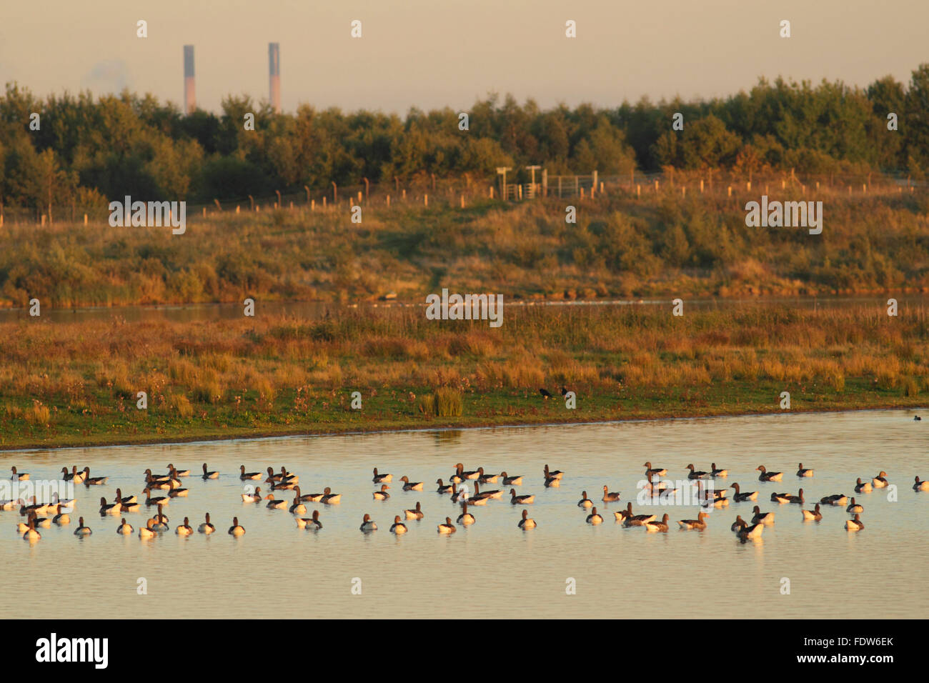 West of england goose hi-res stock photography and images - Alamy