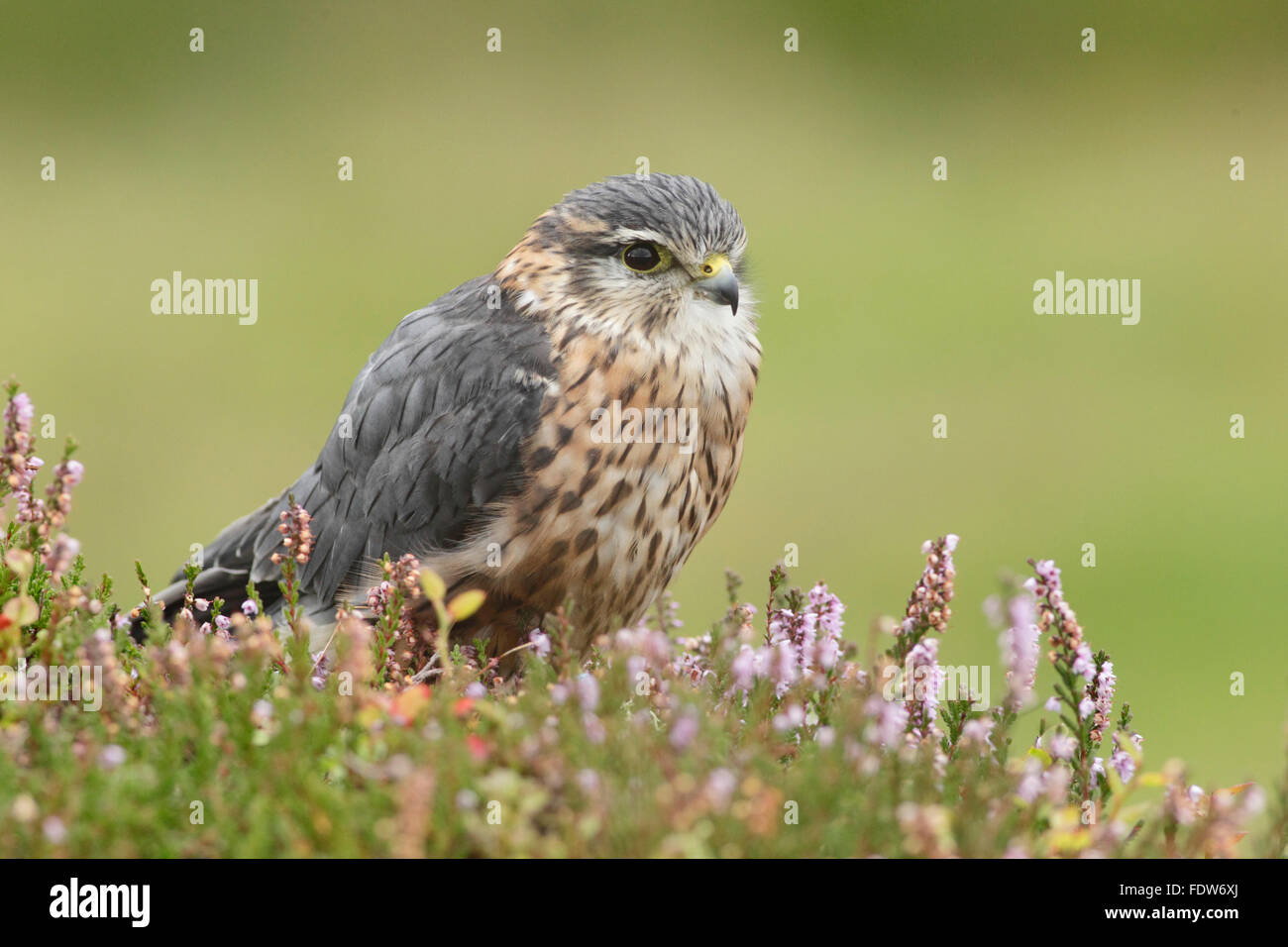 Merlin bird uk hi-res stock photography and images - Alamy