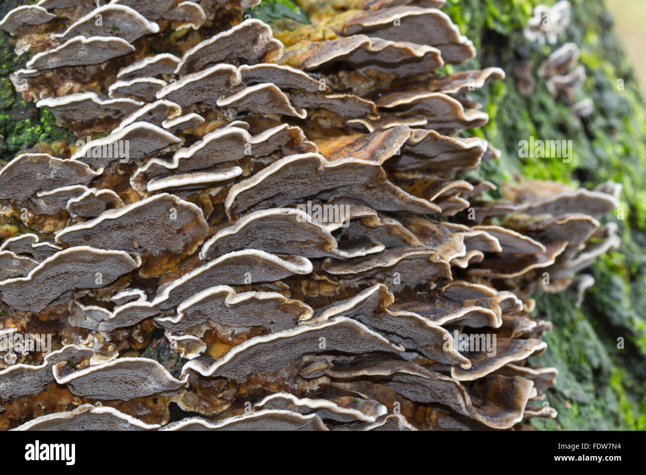 Gilled polypore (Lenzites betulinus) and moss on the bark of an old ...