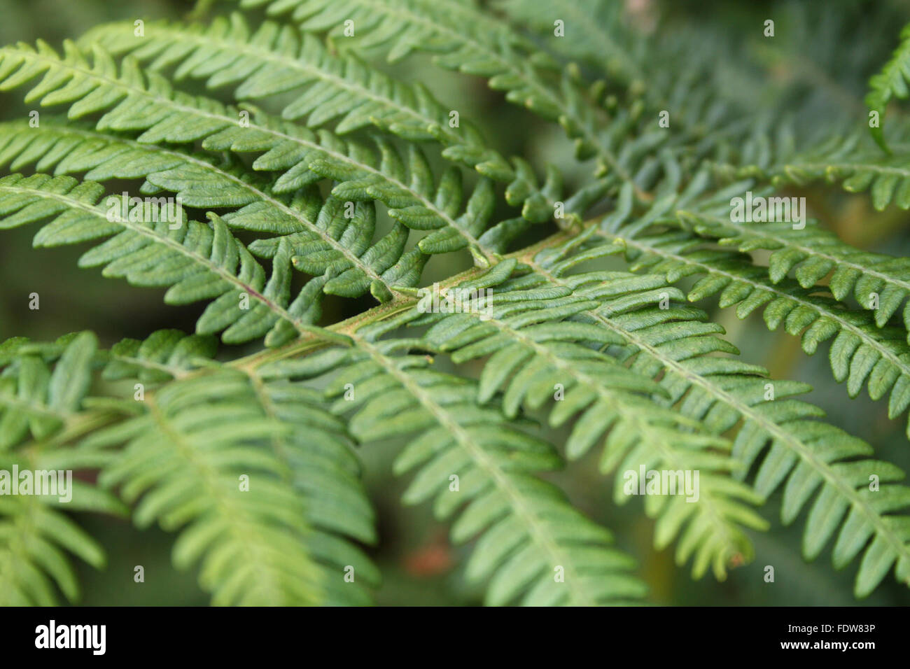 Beautiful green, irish, ferns in the countryside Stock Photo - Alamy