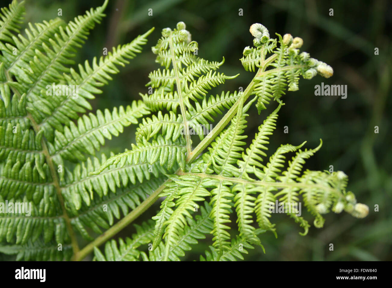 Pattern ferns in green hi-res stock photography and images - Alamy