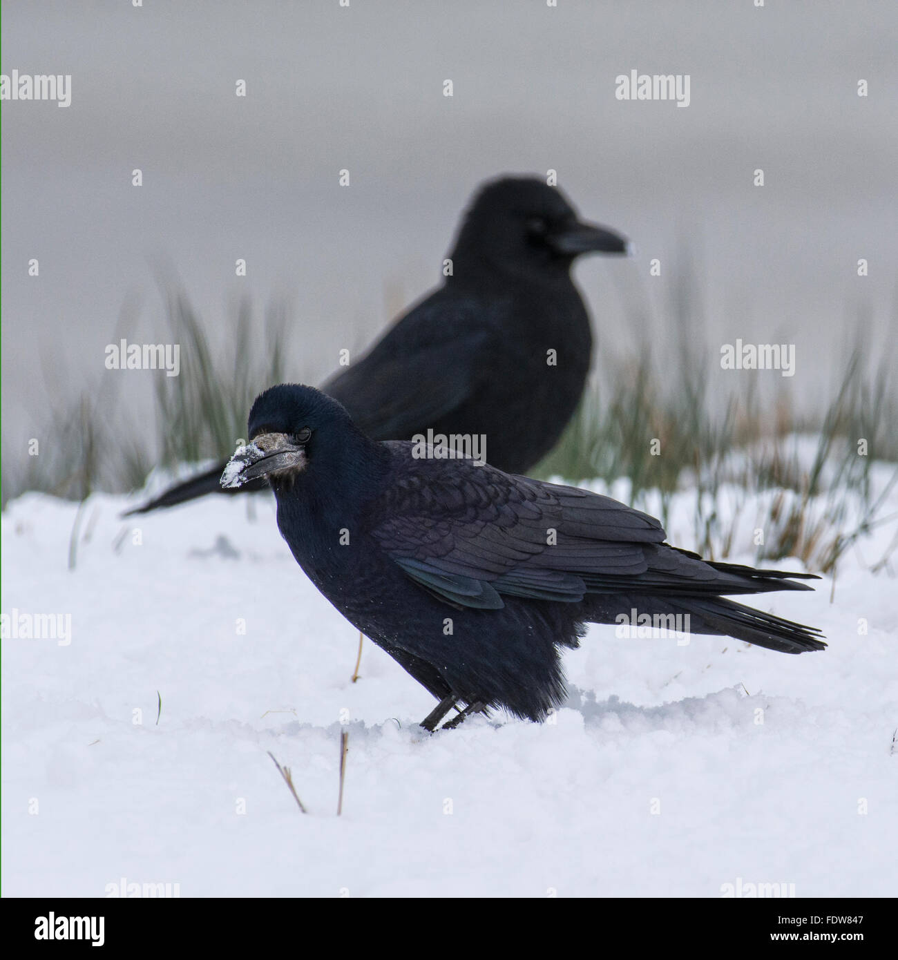 Rooks High Resolution Stock Photography and Images - Alamy