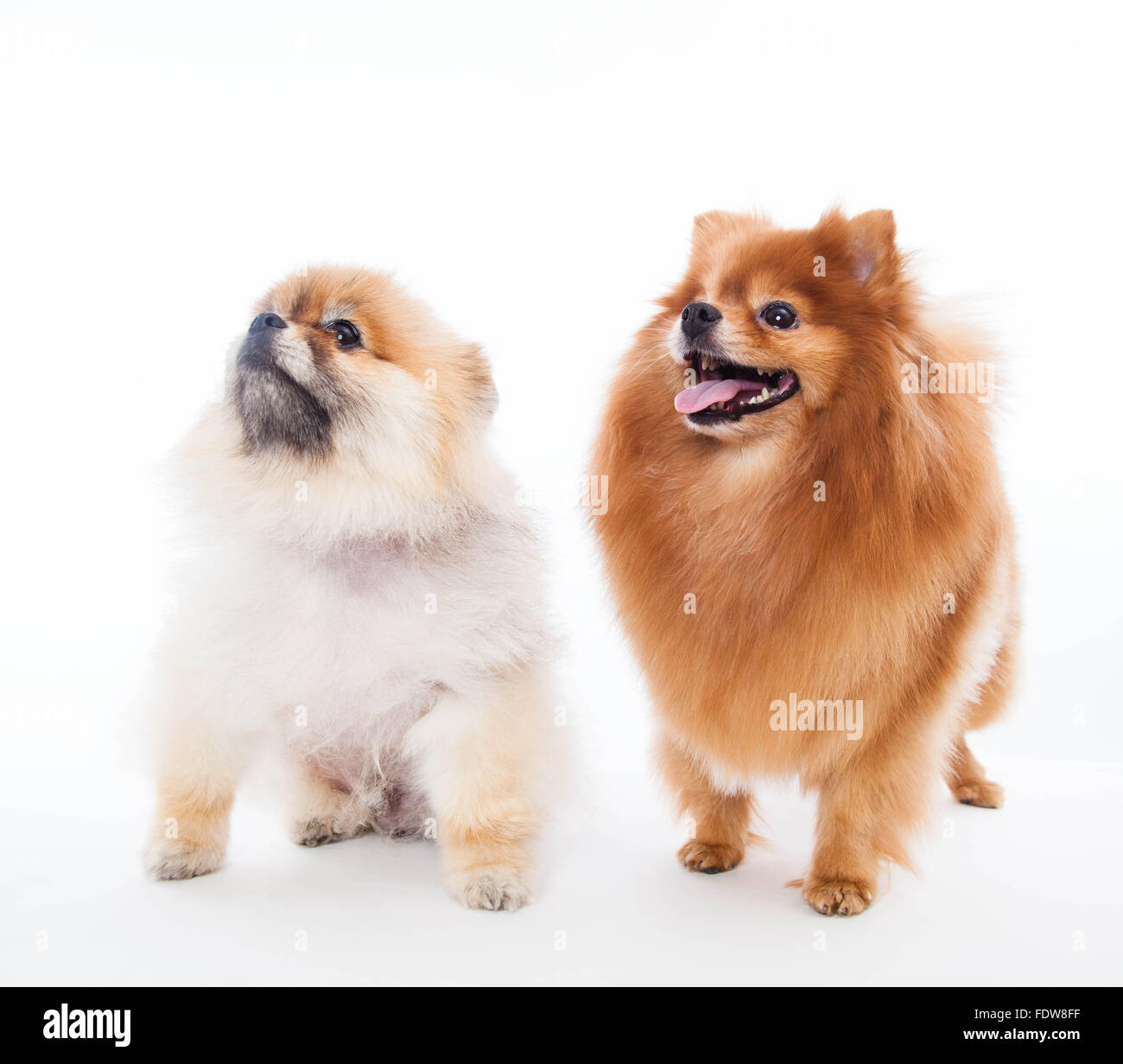 Miniature pomeranian dogs hi-res stock photography and images - Alamy