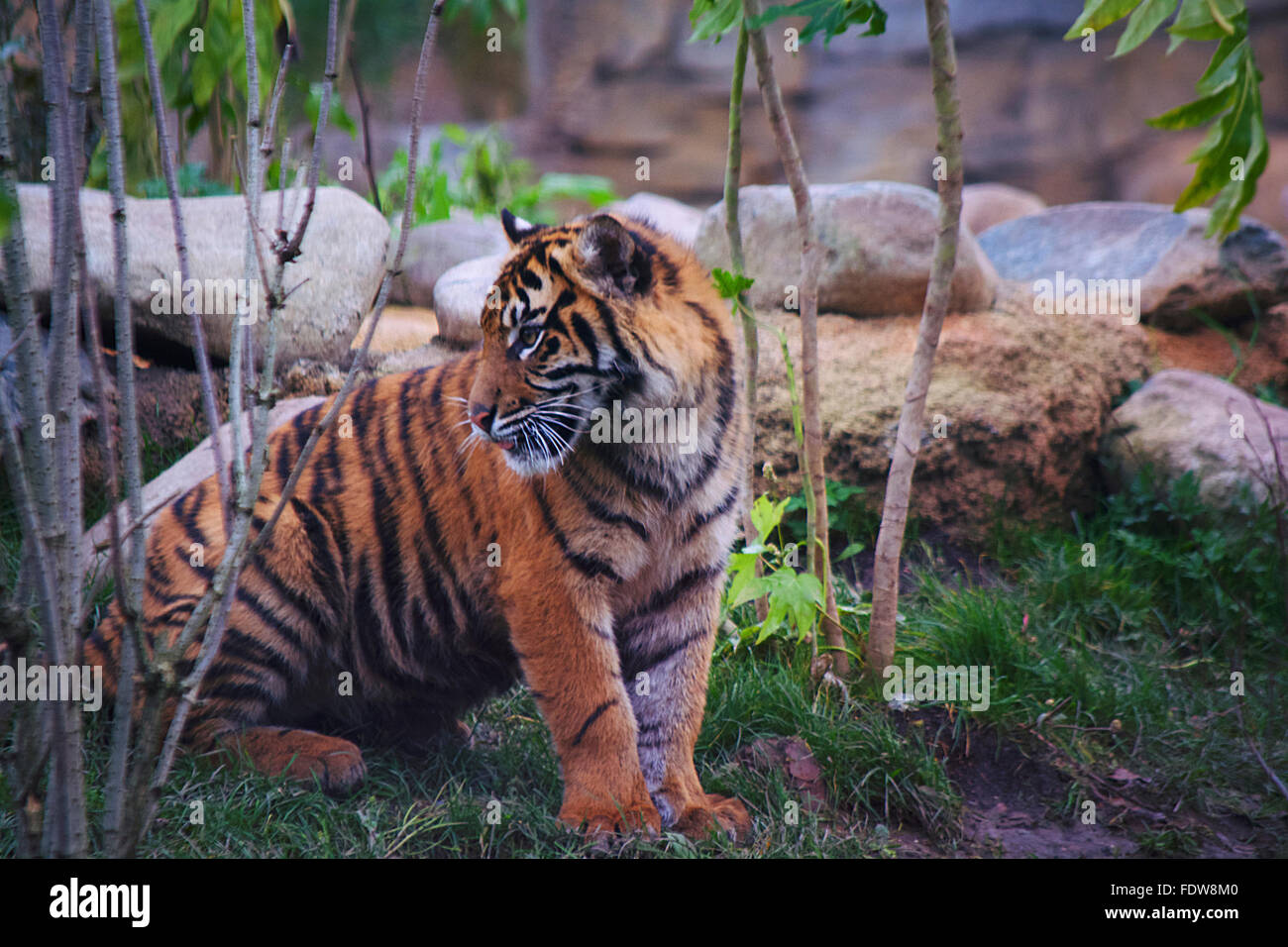 Young stripes hi-res stock photography and images - Alamy