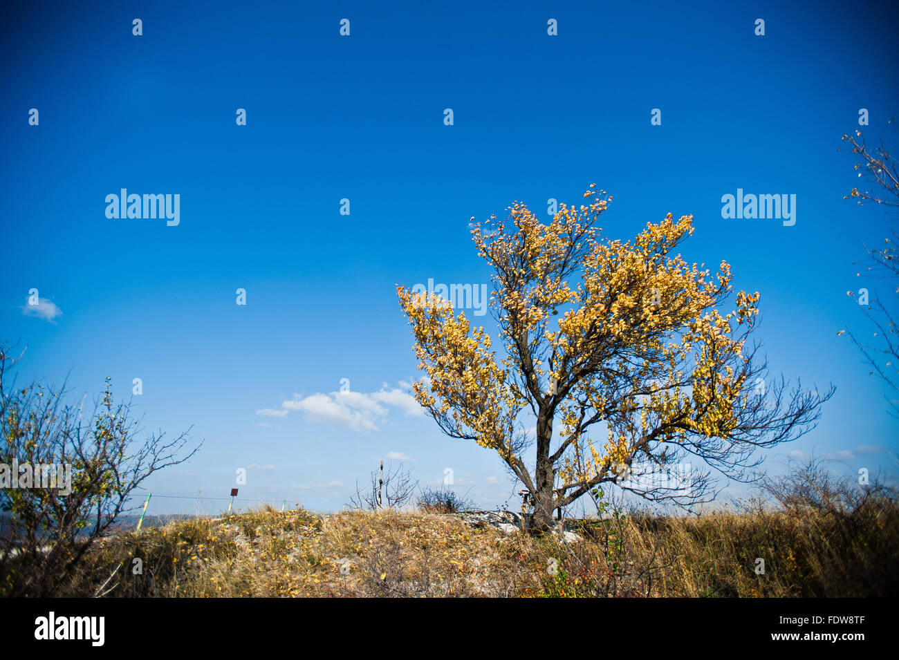Alone tree with yellow leaves background blue sky Stock Photo - Alamy