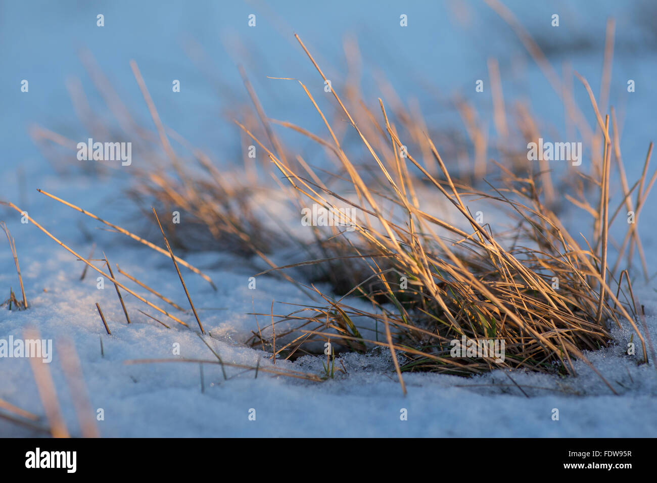 old gras in winter snow Stock Photo - Alamy