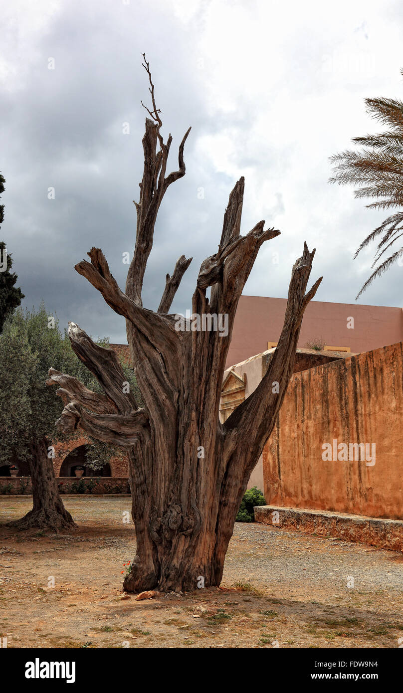 Crete, cloister of Arkadi, the bullet tree, in the cypress trunk in the ...