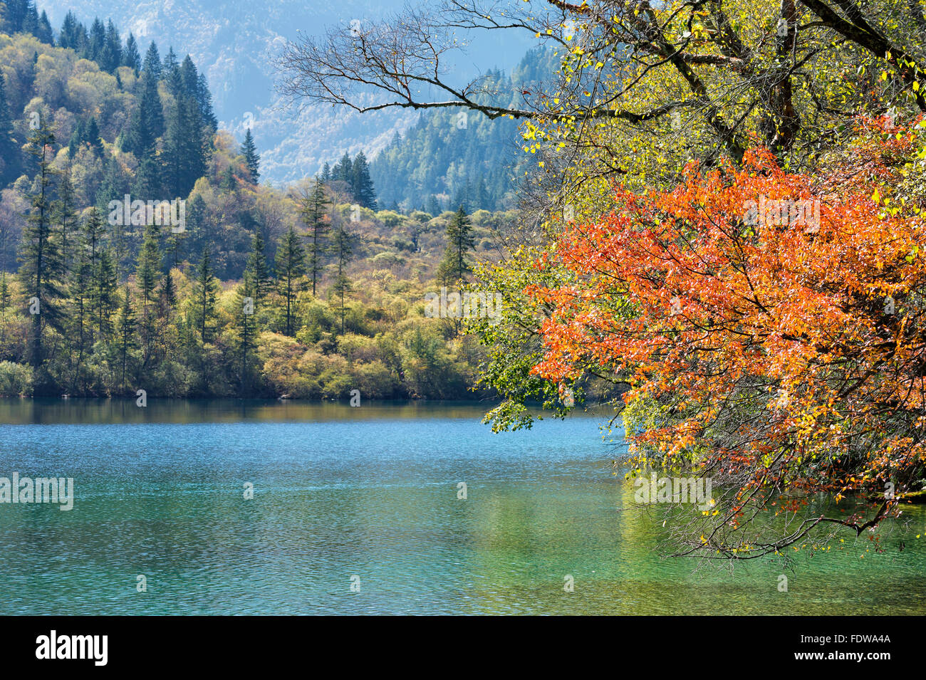 Panda Lake, Jiuzhaigou National Park, Sichuan Province, China, Unesco ...